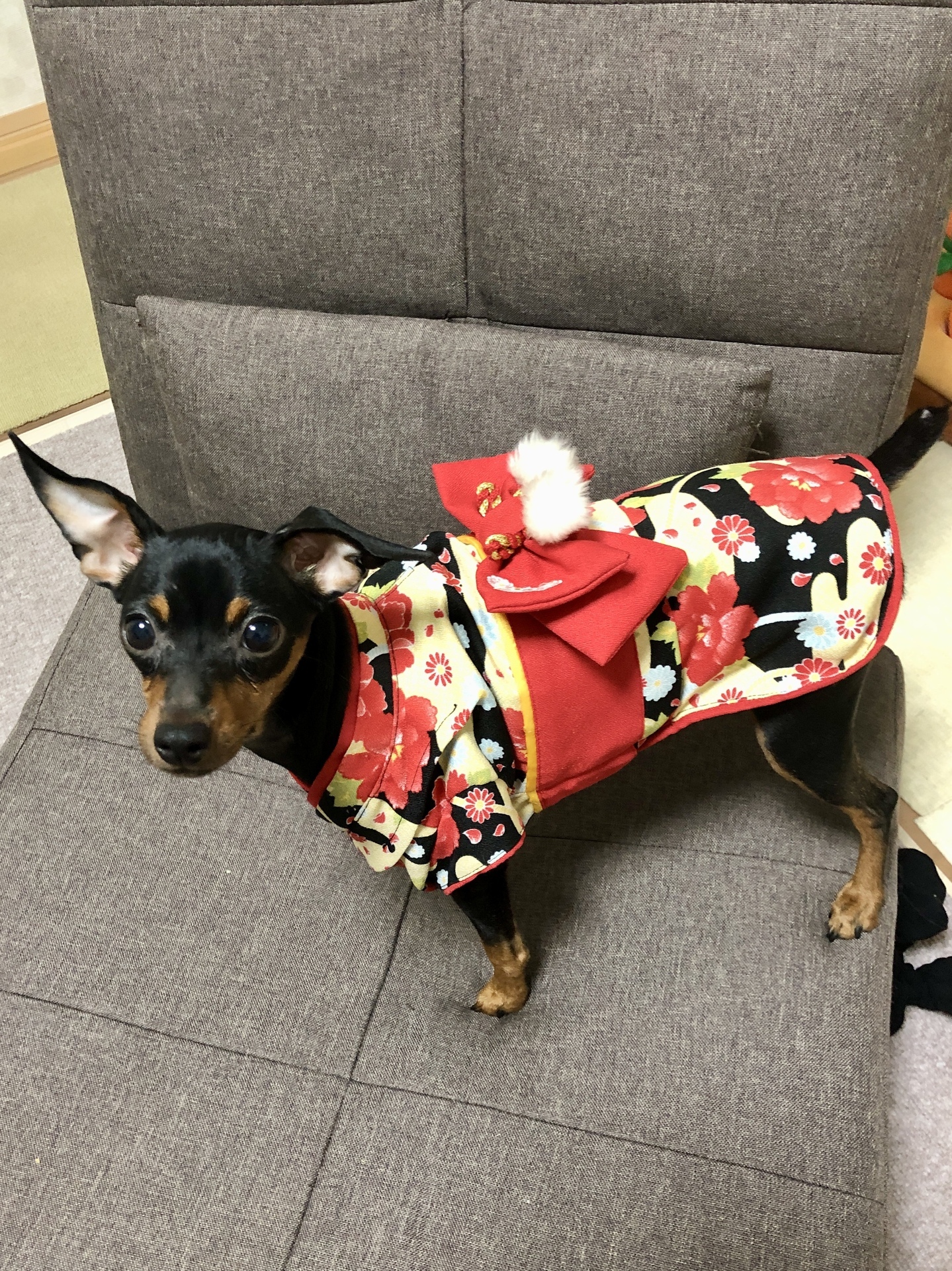 寂しいお正月…。: ミニピンViVi＆サロン＆バーViVi